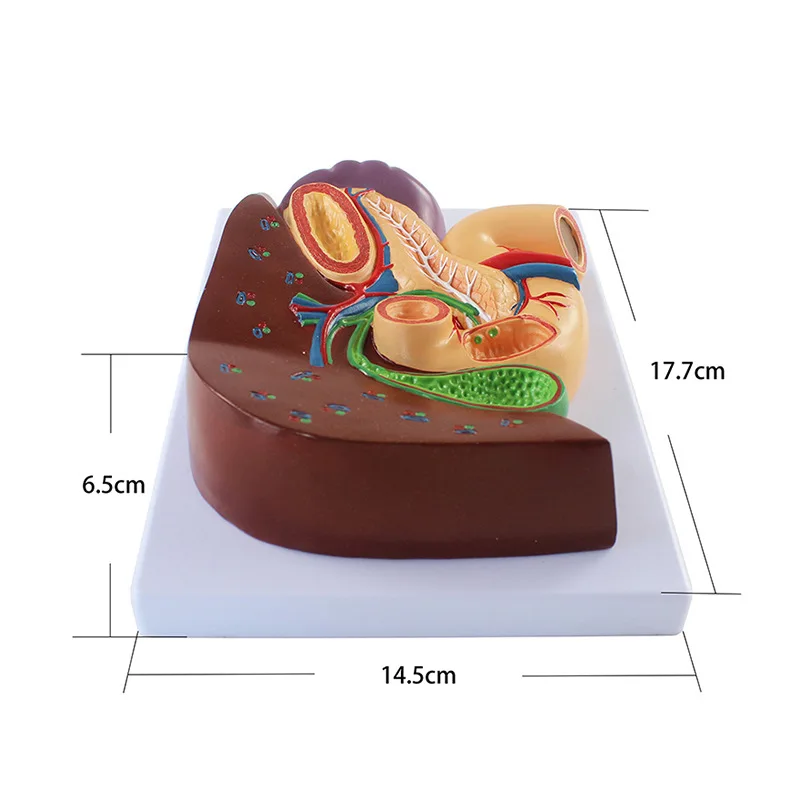 Human Pancreas Liver Duodenum Liver And Gallbladder Anatomical Model ...