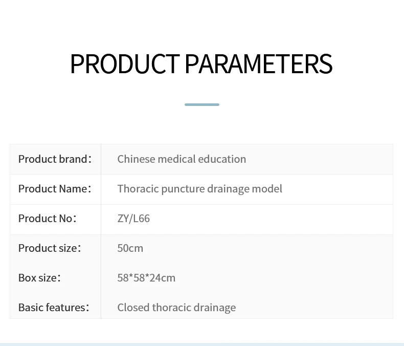 Thoracic Drainage Model Thoracic Puncture Drainage Training Model ...