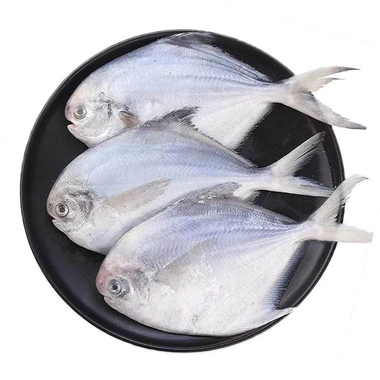 Best Quality Sanfeng Seafood Frozen Sea Food White/silver Pomfret For ...