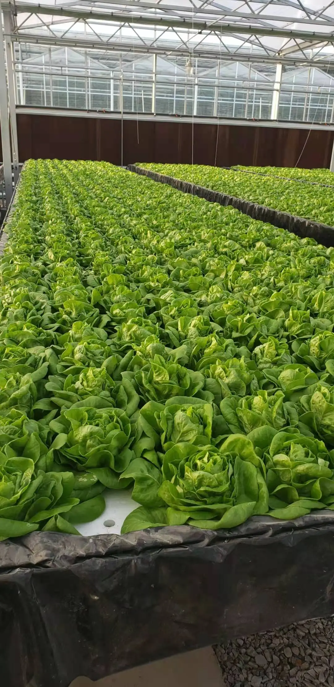 Agricultural Sawtooth Passive Solar Greenhouse - Buy Greenhouse green ...