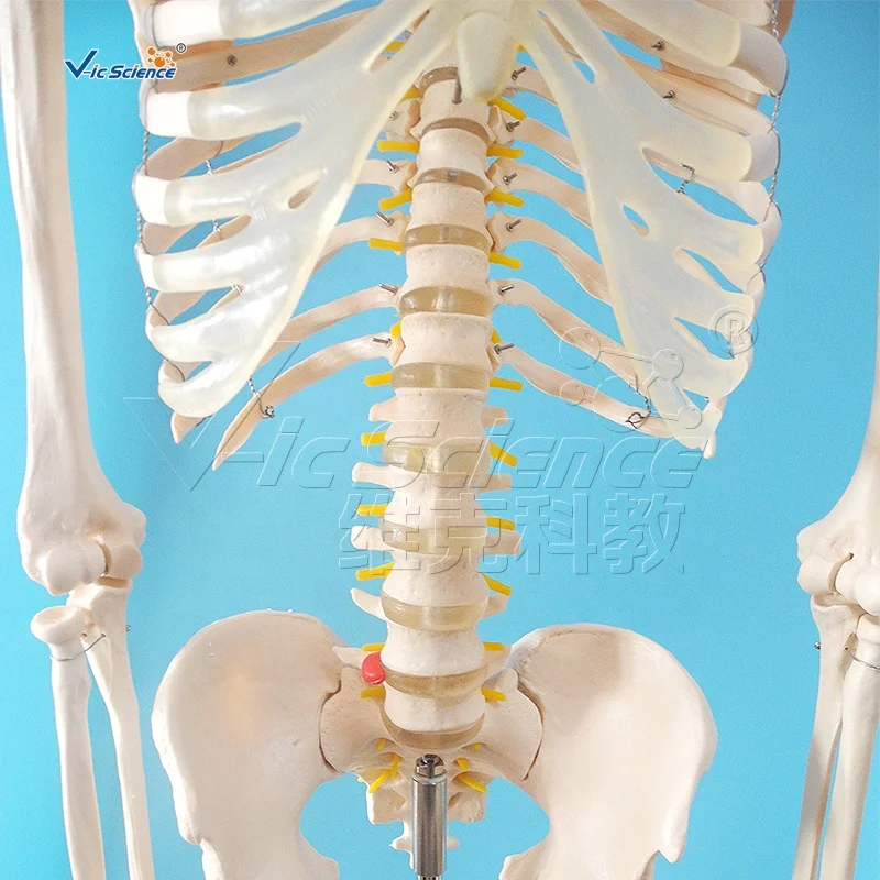 Life-size 180CM Tall Anatomical Skeleton Model for Medical Science