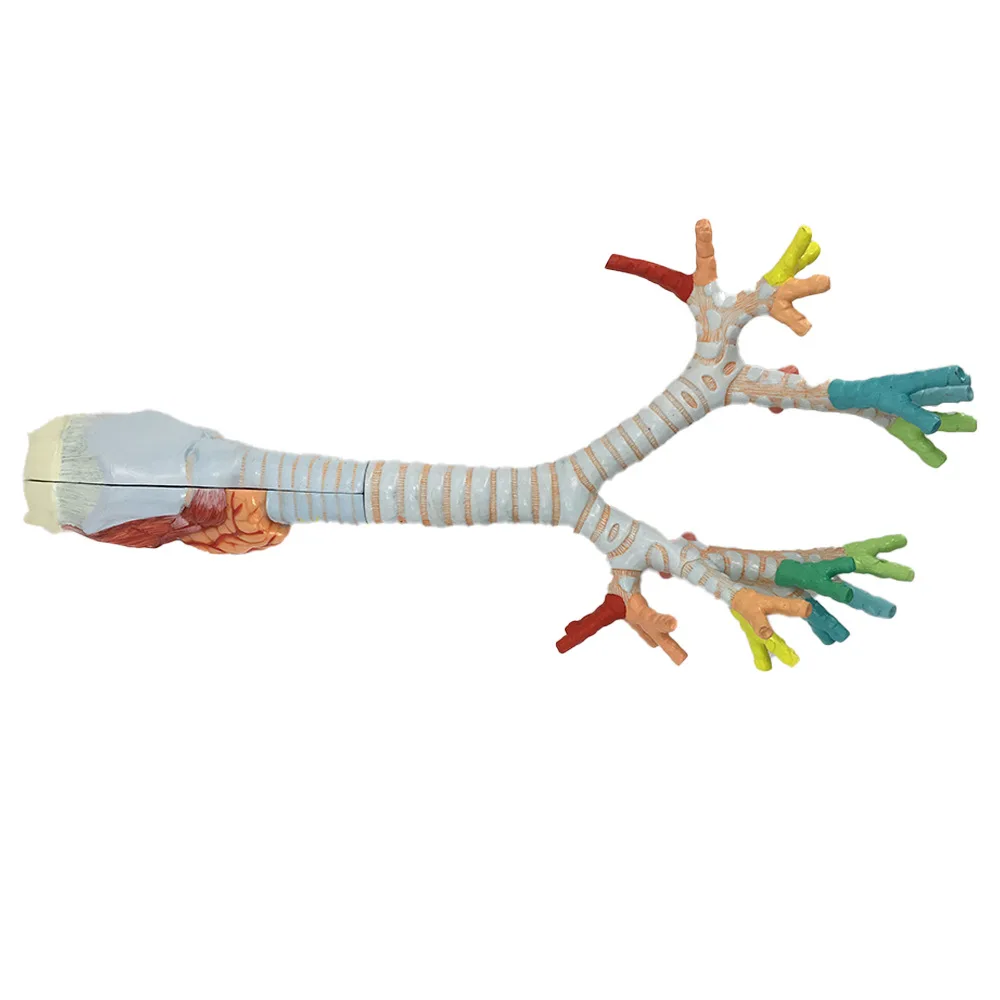 Larynx and Trachea Bronchial Tree Model - Mid-Sagittal Section
