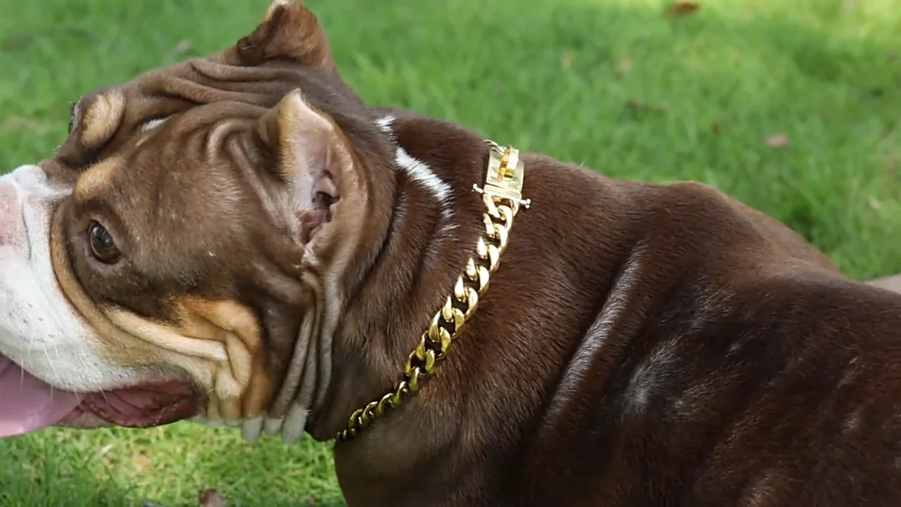 15mm Heavy Duty Stainless Steel Chain Gold Silver Dog Collar For ...