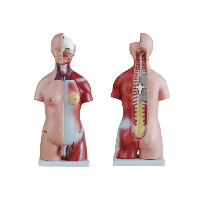 Prenatal Cervix and Birth Canal Model for Medical Training
