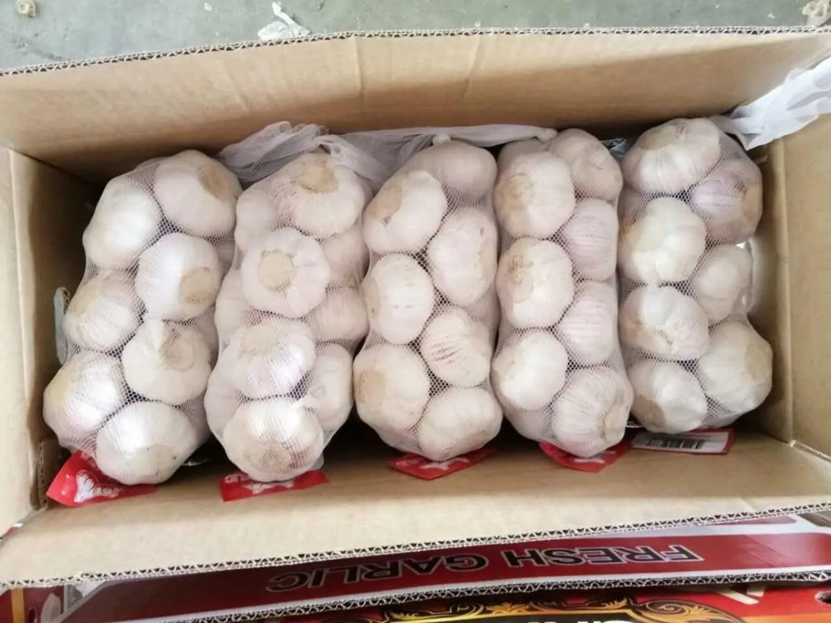 Fresh White Solo Garlic Chinese 5.0cm In 10kg Mesh Bag Packing Price ...