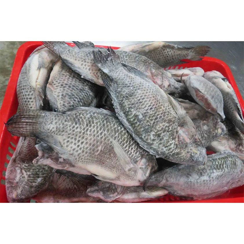 Chinese Tilapia Farming Fish Poisson Tilapia Fish Price Per Kg Frozen ...