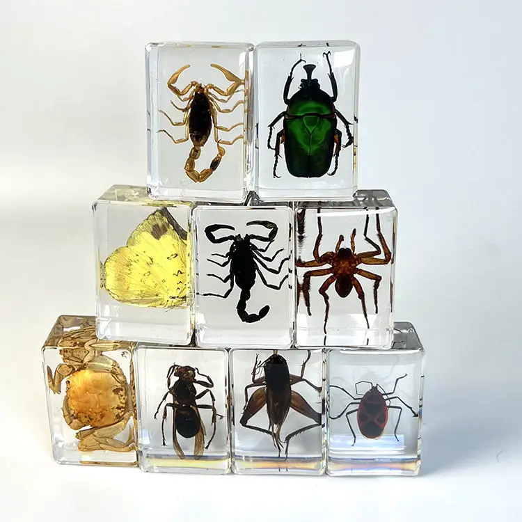Wholesale Children Education Resin Real Spider Scorpion Insect Specimen ...