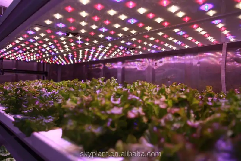 Skyplant 40HQ Freezer Shipping Container Farm Hydroponic Fodder Growing ...