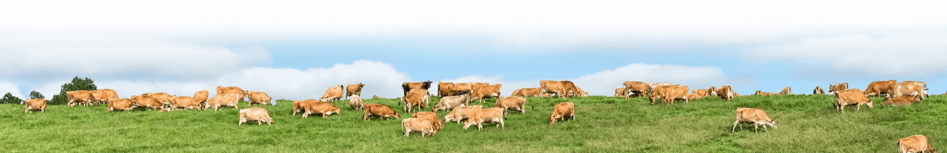 LoRaWAN Cattle Bolus Tracking Device for Intelligent Animal Monitoring ...