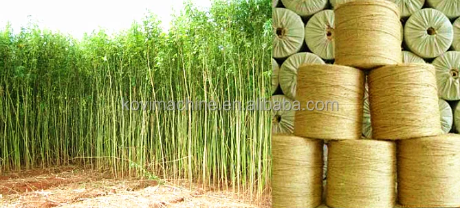 Philippines Abaca Hemp Fiber Decorticator Machine - High Productivity