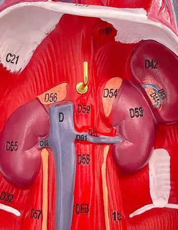 Removable 78cm Medical Muscle Anatomy Model for Educational Use ...