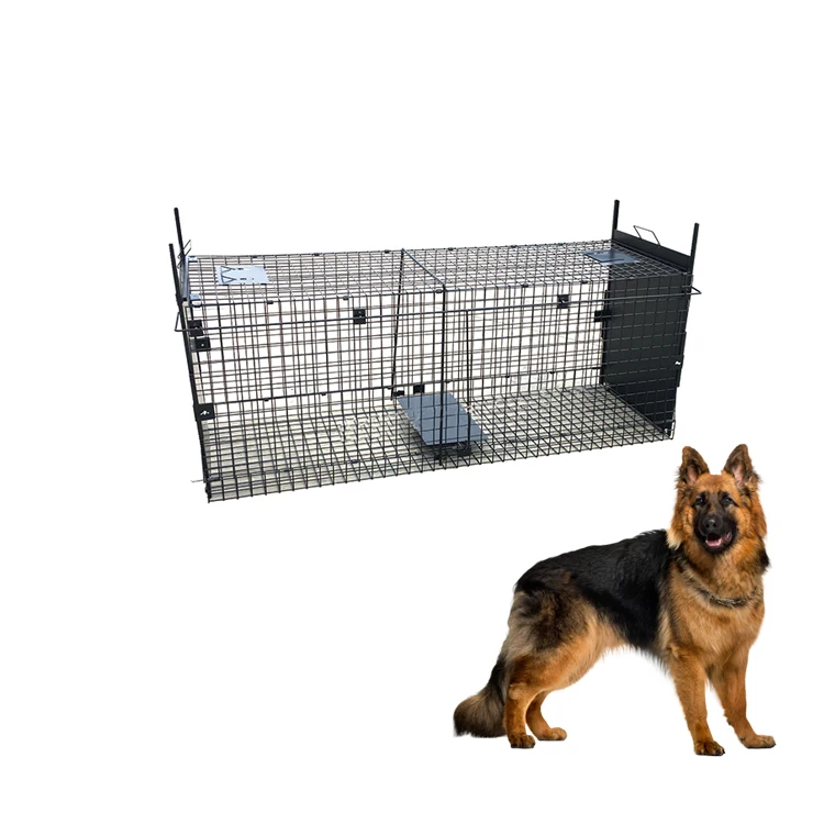 Large Metal Fox Cage Traps for Animal Control Solid and Eco-Friendly ...