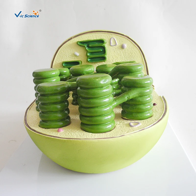 Chloroplast Model