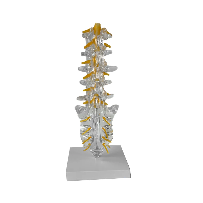 Transparent Lumbar Spine With Tailbone Model Intervertebral Disc,Spinal ...