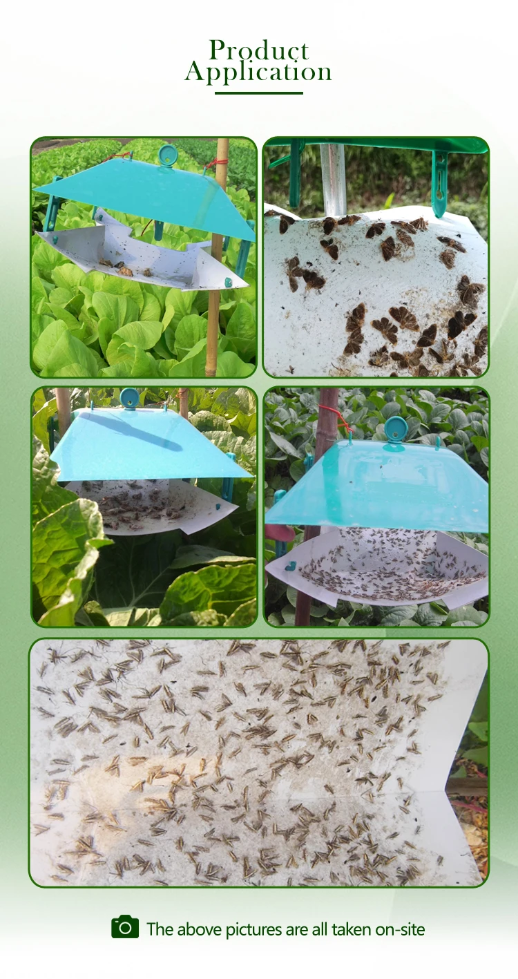 Asian Corn Borer Ostrinia Furnacalis Capillary Tube Pheromone Lure ...