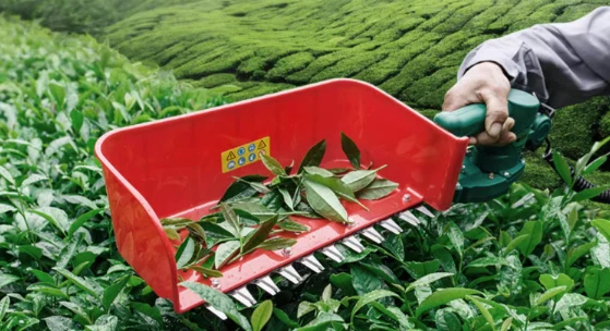 Efficient Tea Leaf Harvester - Customized Professional Picker