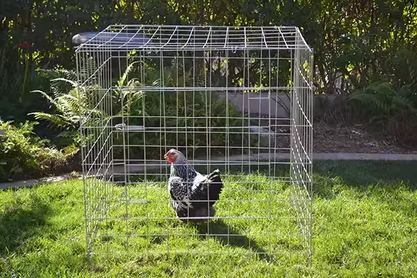 Wire Mesh Chicken & Gamefowl Rooster Show Cages - Durable & Foldable