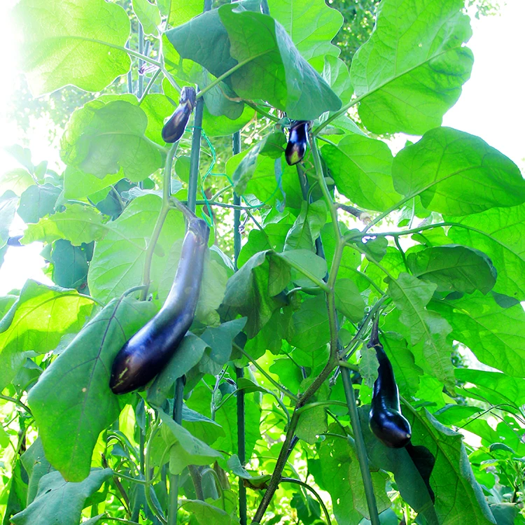 New Type Hot Sale Pe Coated Metal Plant Triangle Stake Garden Support ...