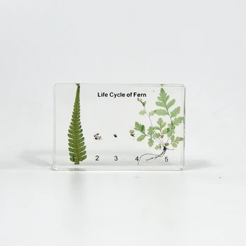 Life Cycle Of Fern Resin Specimen School Teaching Equipment For Student ...