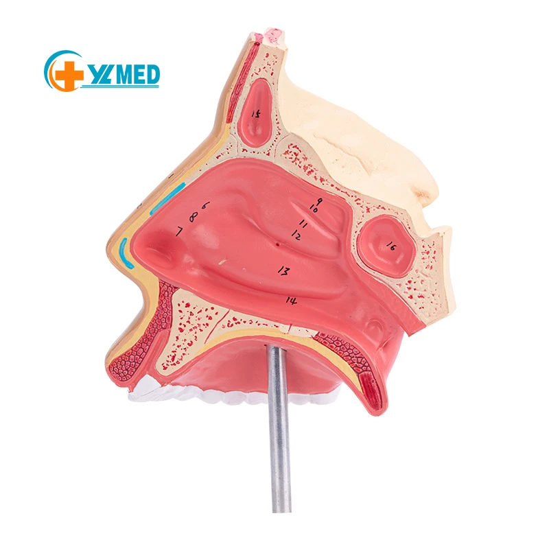 Biological Teaching Anatomy Human Nose Model Nasal Cavity Model for ...