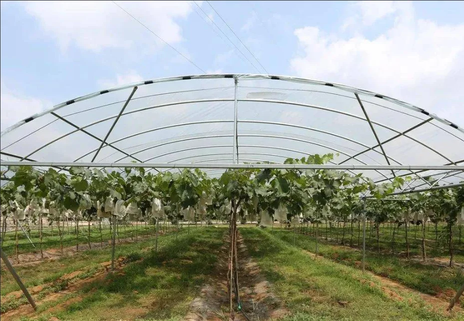 Cherry/grape/blueberry Planting Shed Plastic Greenhouse Planting High ...