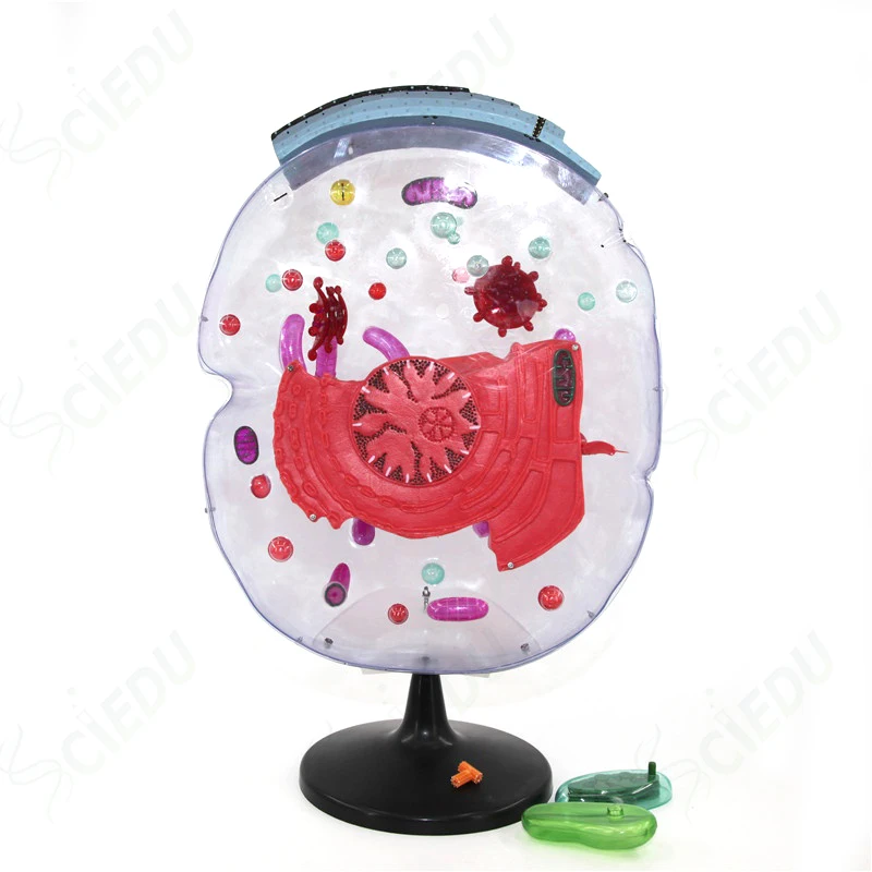 Educational School Anatomy Plant Cell Model Biology Teaching Resource ...