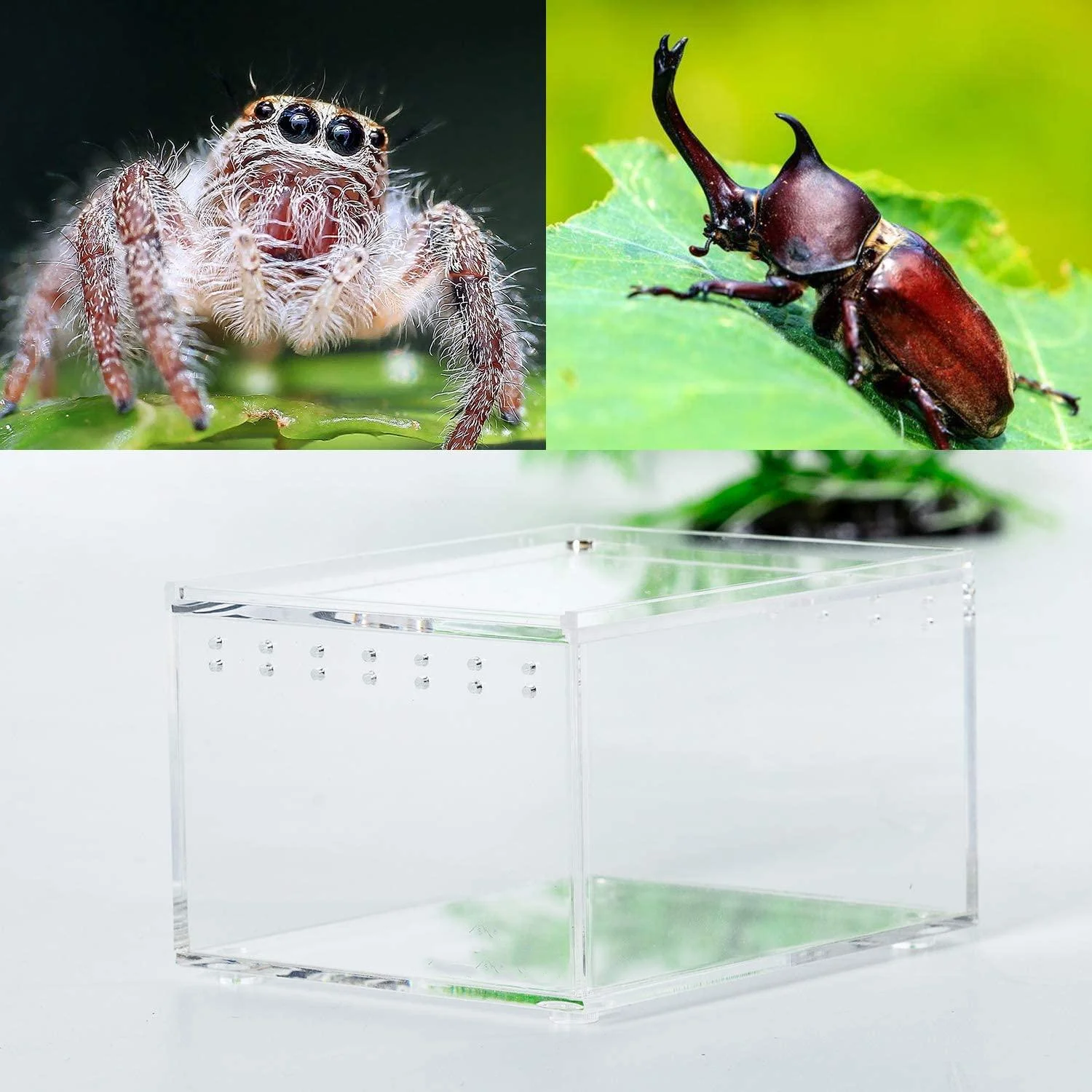 Custom Size Clear Acrylic Spider Enclosure Reptile Breeding Box For ...