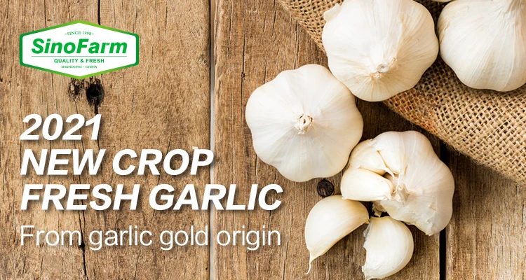 Fresh Garlic from China - High Quality Normal White & Pure White