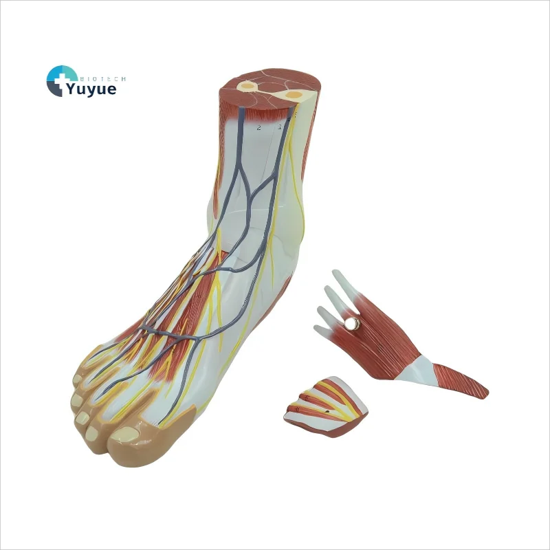 Life - Size 3 - Part Foot Anatomy Model for Medical Education| Alibaba.com