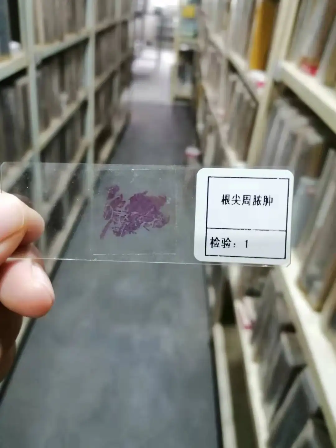 Medical Insects Mosquito Prepared Microscope Slides Set