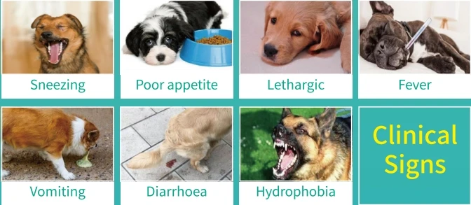 4 In 1 Combo Test Ehr-bab-ana-chw Veterinary Rapid Test Kit ...