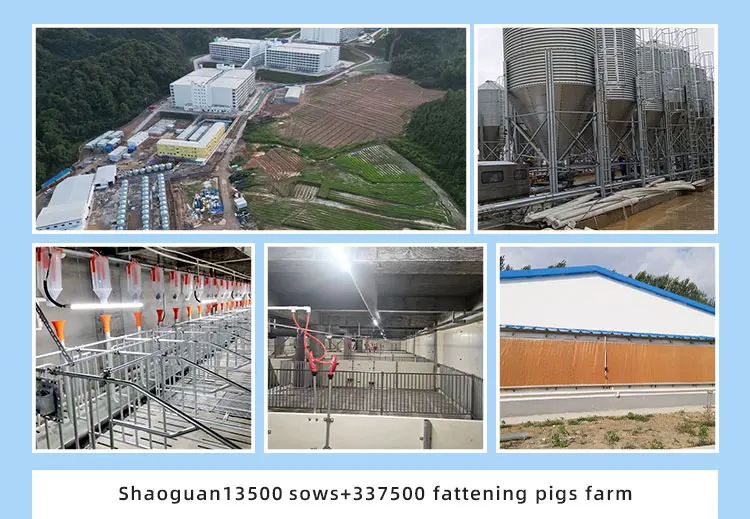 Pig Farm Epc Project Floor Plan Design Modern Pig Farm Intelligent Pig ...