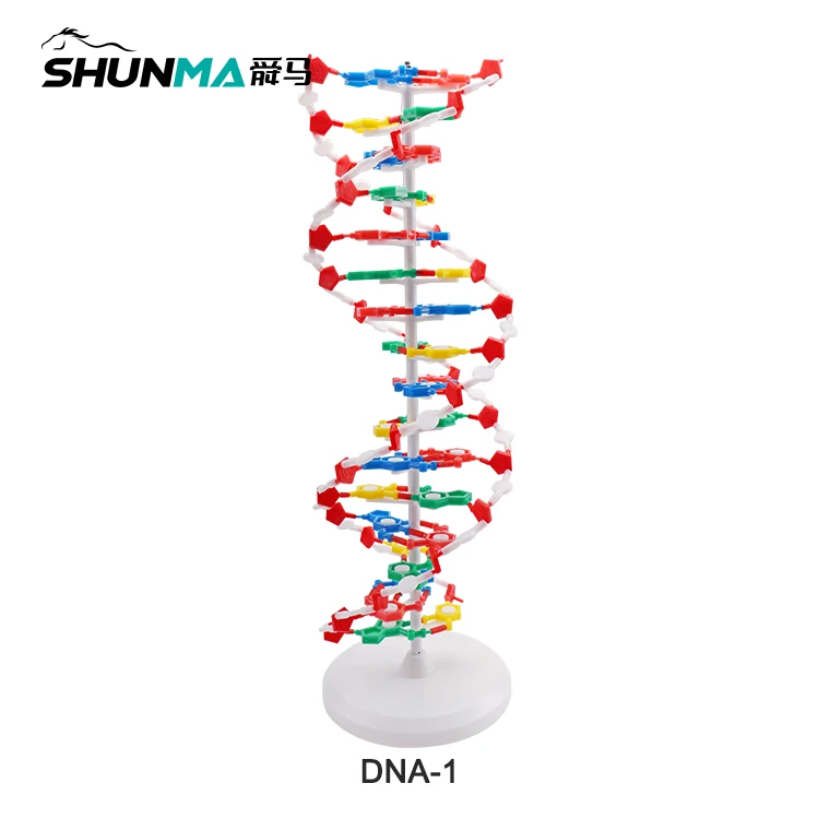 DNA模型/生物模型医学教学生物双螺旋DNA结构模型| Alibaba.com