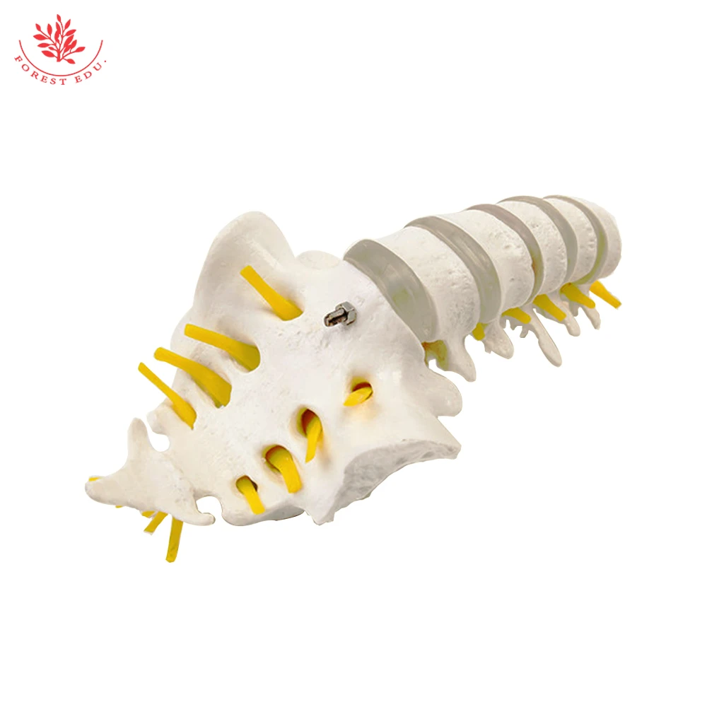 Medium-Sized Lumbar Spine Model Lumbar Vertebrae Include Sacrum ...