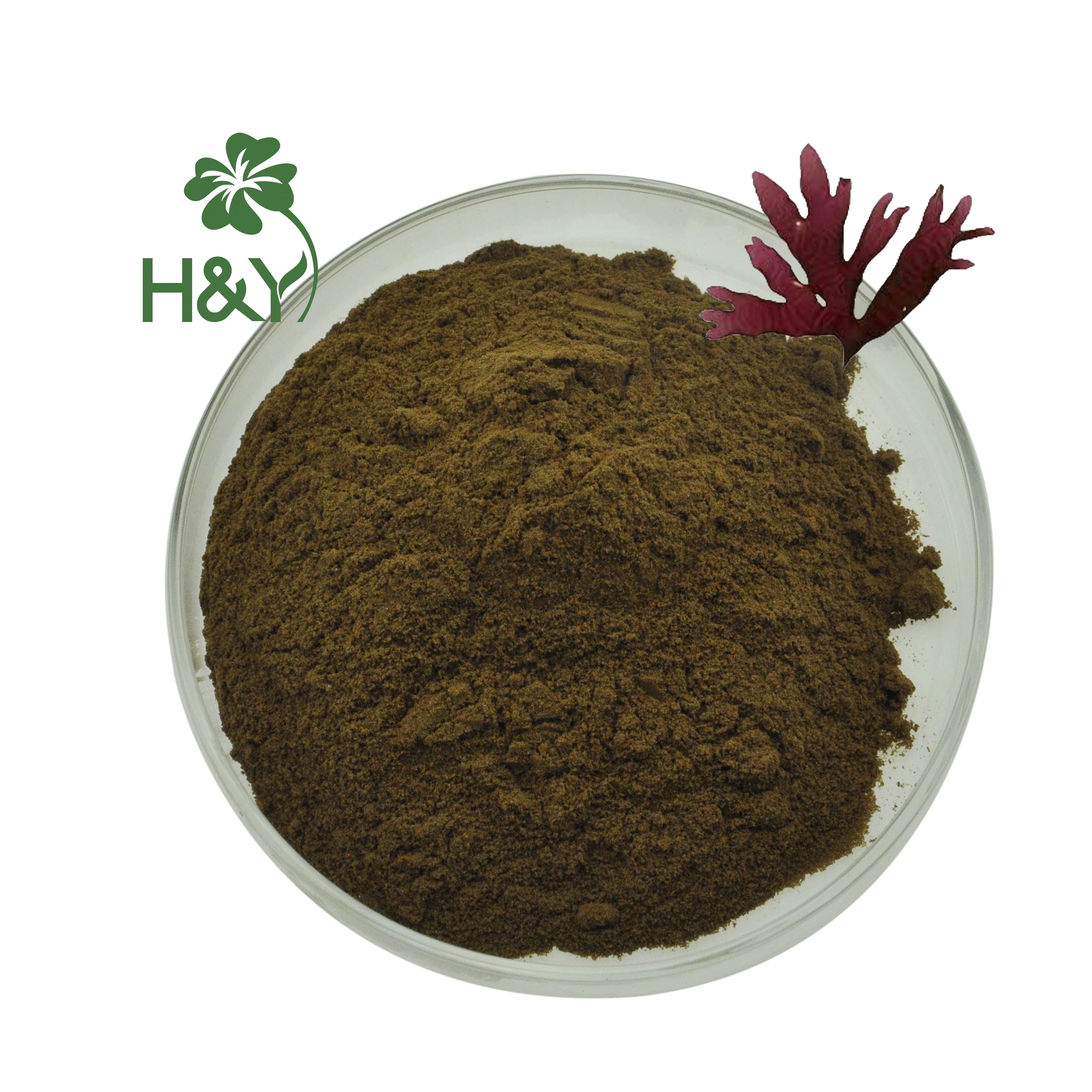 Red Algae Powder Palmaria Palmata Extract Seaweed Powder Dried Dulse ...