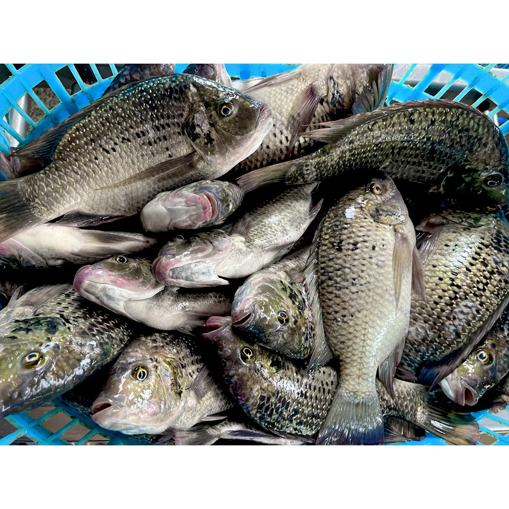Big Tilapia 800 Frozen Tilapia Specifications Tilapia Fish 300-500g ...