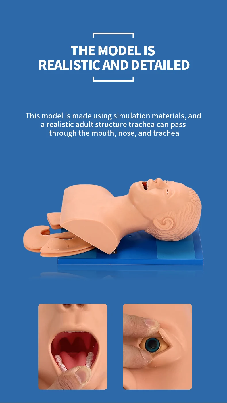 Adult Tracheal Intubation Training Model - Buy Intubation Training Model,Airway Intubation Model ...