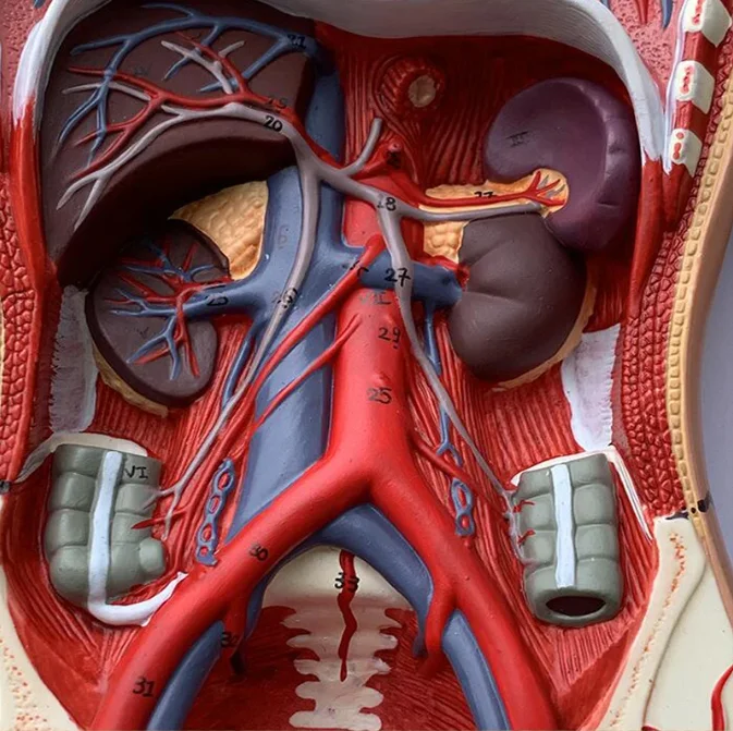 Model, Human Circulatory System Medical Anatomy Plastic Simulation ...