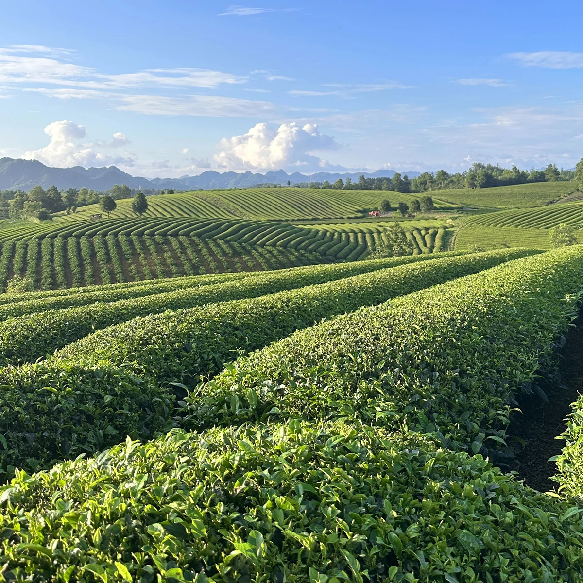 Clqq Organic Silver Needle Sparrow Tongue Green Tea New Loose Leaf Chinese Tea Mingqian Cuiya ...
