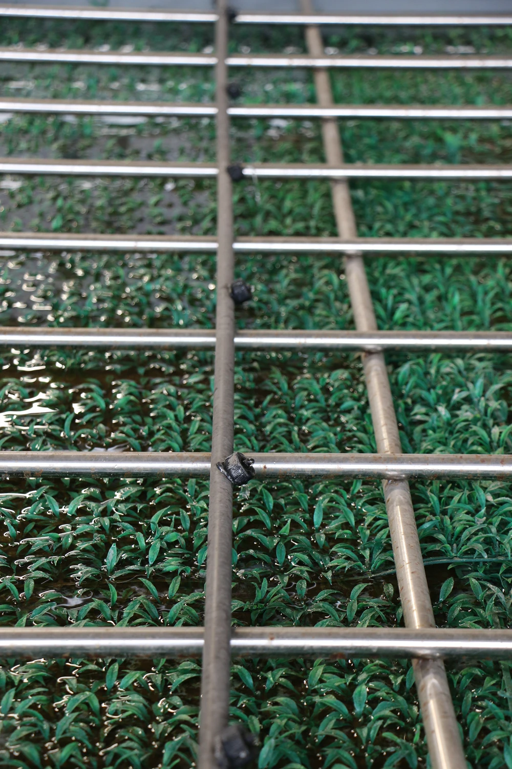 PP 2L 4L 8L Pressure Compensation Dripper for Agriculture Garden Drip ...