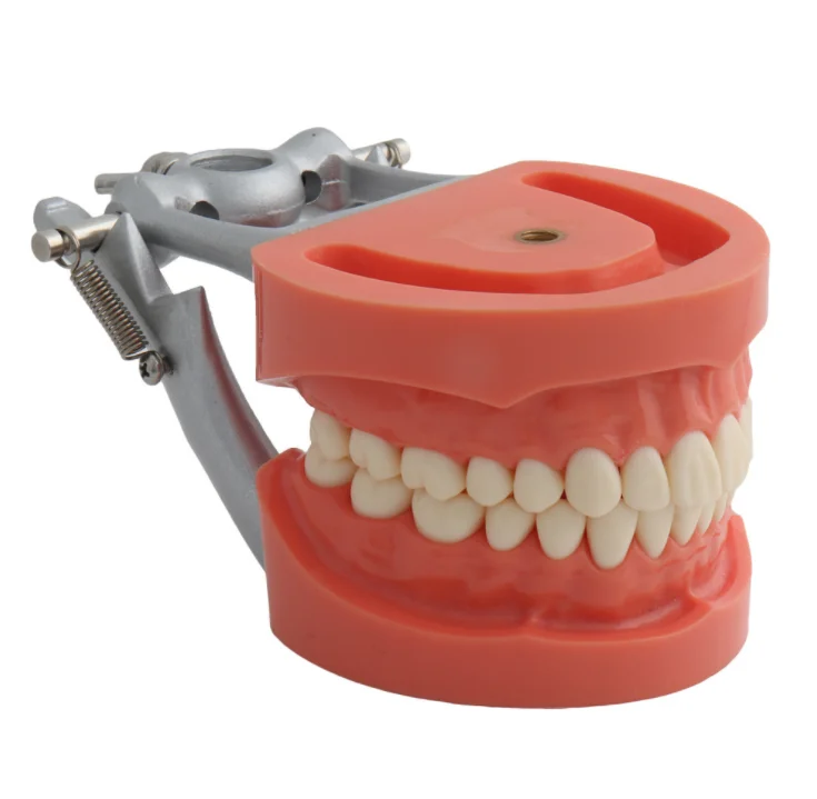 Dental Model with Removable Teeth - Standard Study Tool