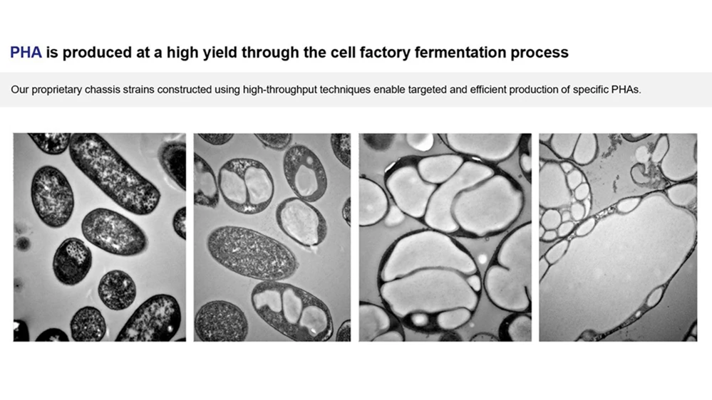 Pha Pbs U Shape Straw For Drinks -100% Biobased Fully Home Compostable ...