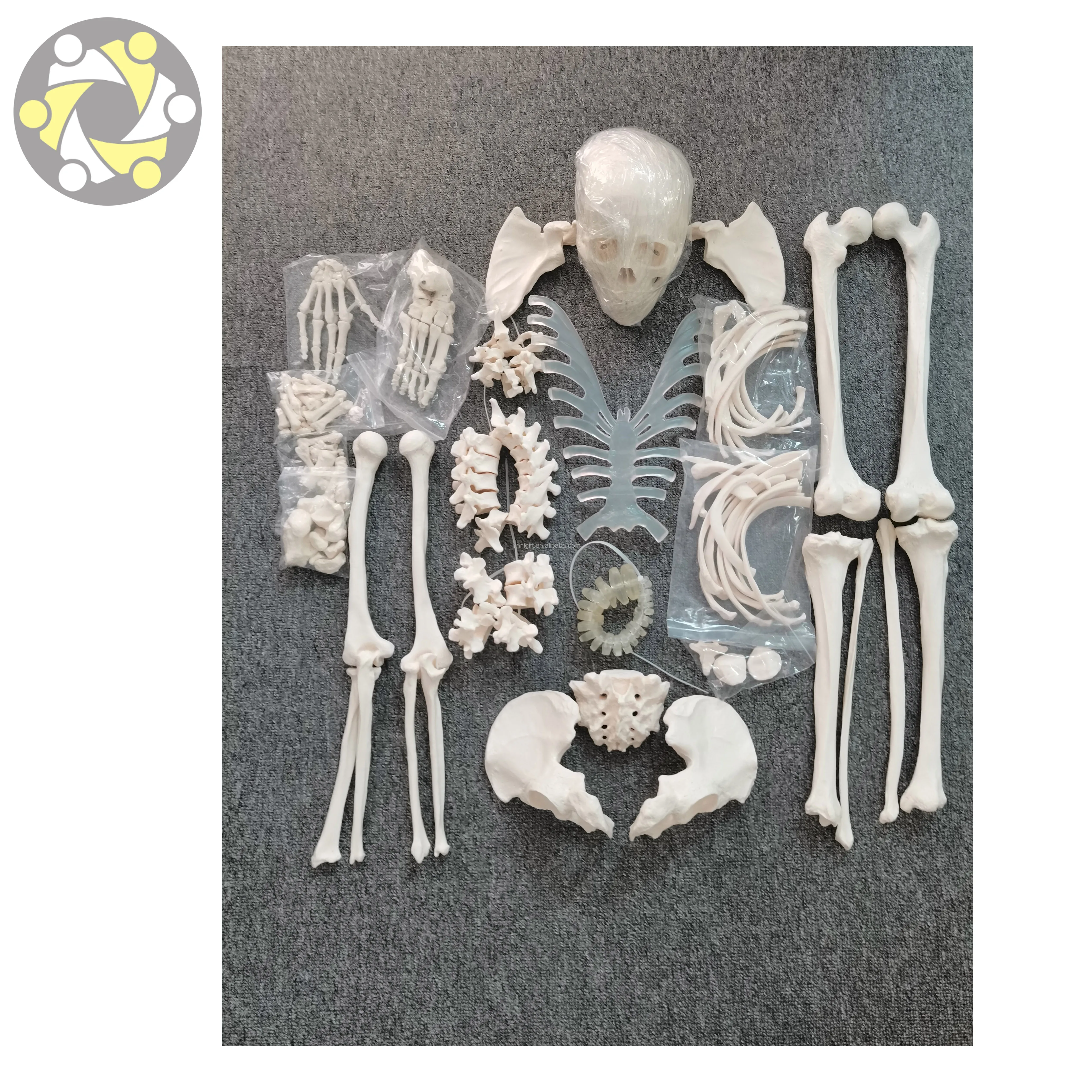 Medical Science - Human Skeleton Model Life-Size Disarticulated