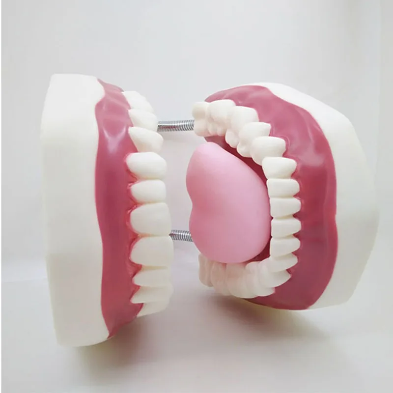 Dental Clinic Model 1:6 Simulation Teeth Model Teeth Teaching Model ...
