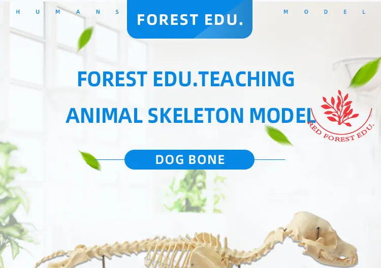 Dog Skeleton Model - Educational Anatomy Aid for Veterinarians