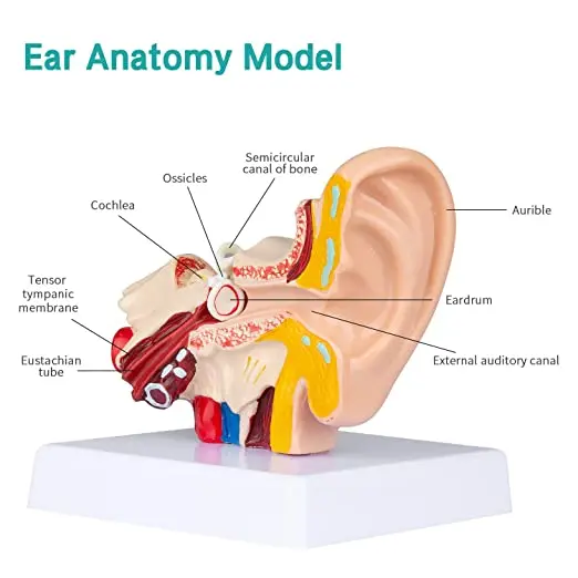 Human Ear Model Anatomy - Enlarged 3D Ear Model for Training