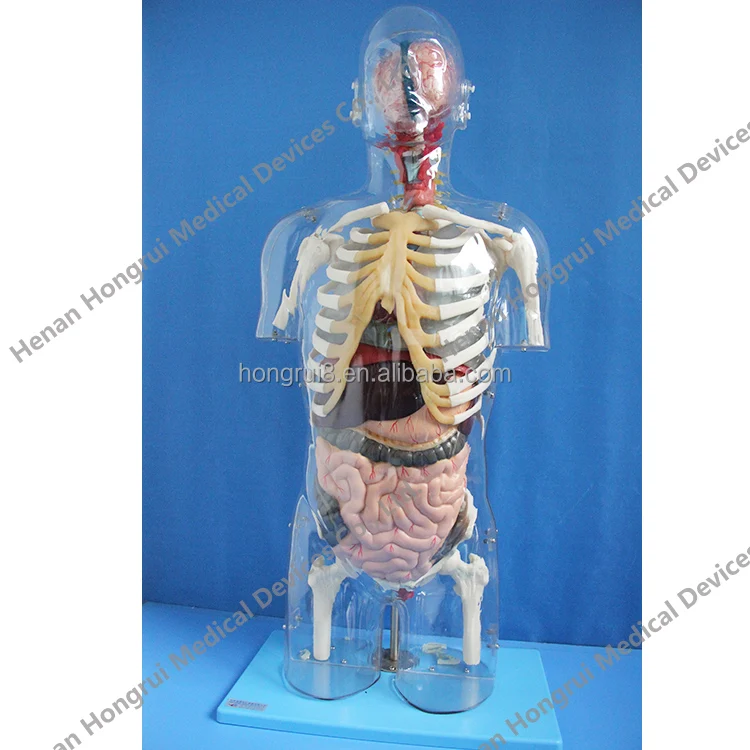 Human Transparent Anatomy Torso Model,Advanced Medical Anatomical Model ...