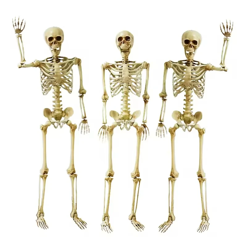 Prop Creepy Joints Pos Ablebones Human Realistic Full Body Life Size ...