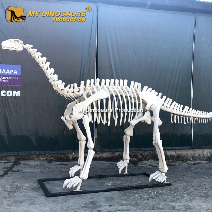 Shunosaurus Skeleton