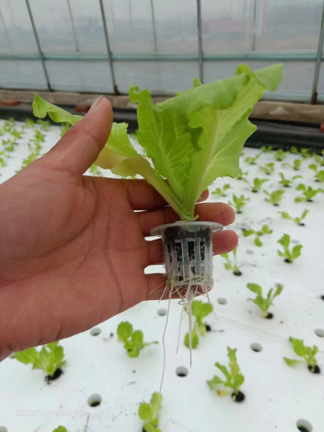 XPS Hydroponics DWC Float Rafts - Efficient Lettuce Growing
